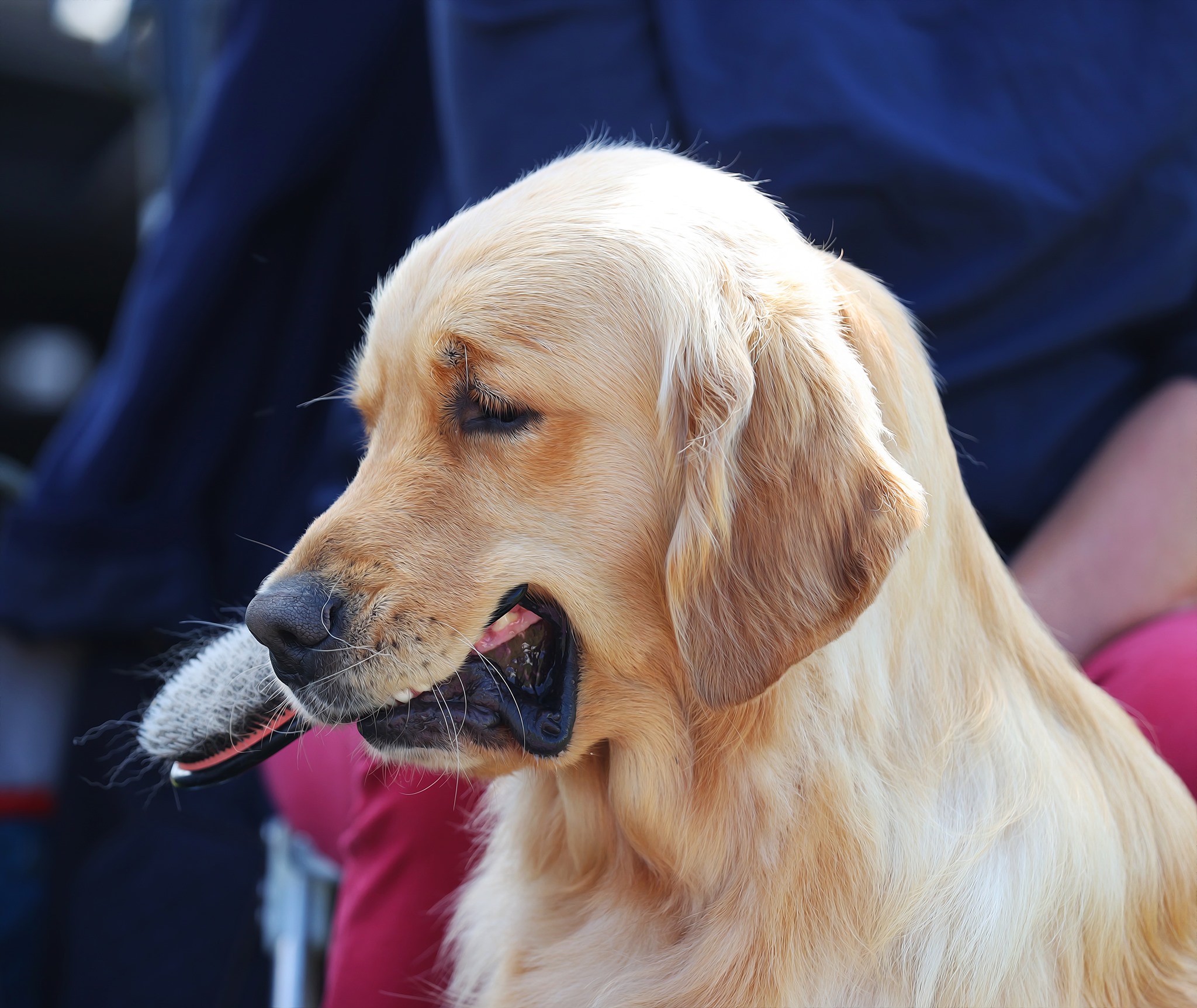 Denmarella Mr Bright Skies over Gwyngala - Pro Dog Central