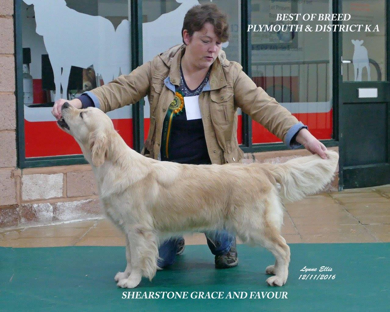 Shearstone Golden Retrievers
