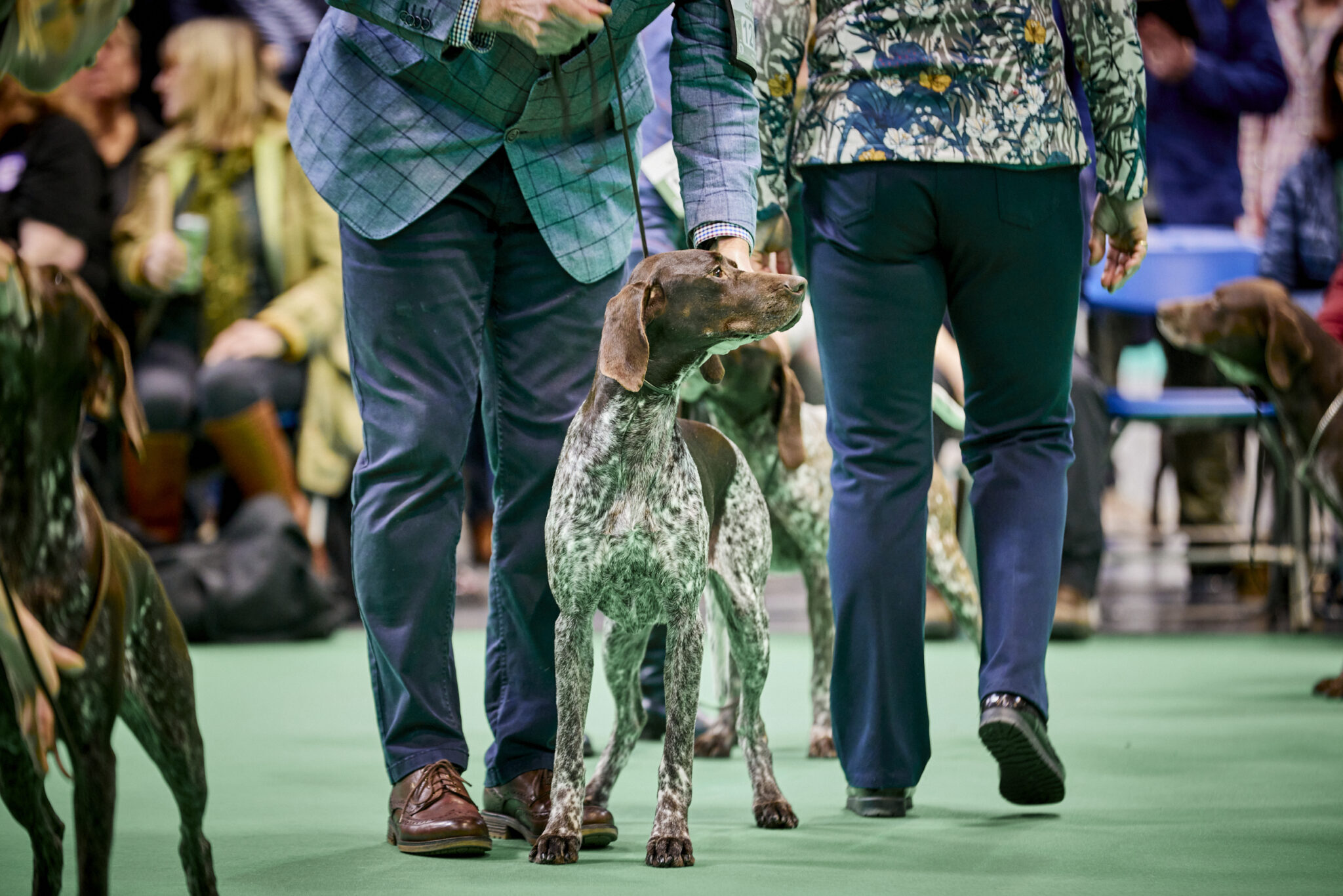 What to wear to Crufts 2025