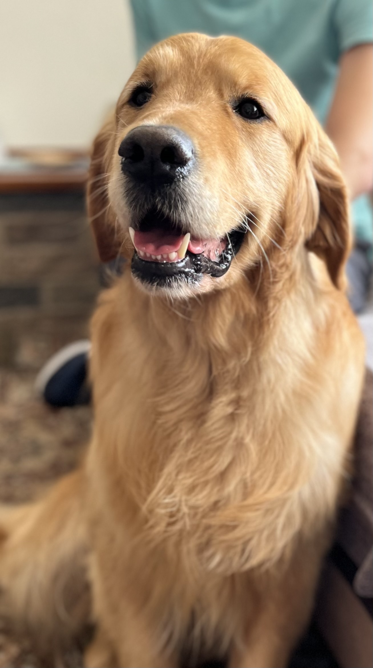 Sh Ch. Fhairmhor Haud Yer Wheesht at Rigerin - Pro Dog Central